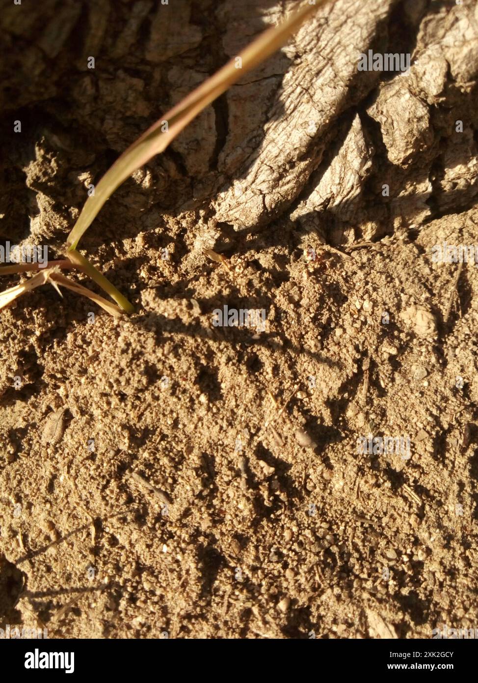 Solenopsis Fire Ants and Thief Ants (Solenopsis) Insecta Stock Photo ...
