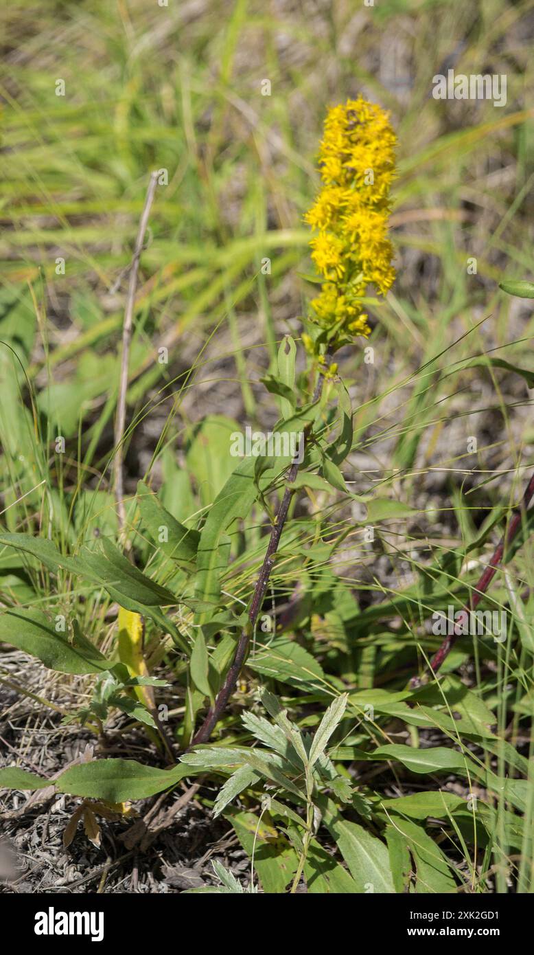 Solidago simplex hi-res stock photography and images - Alamy