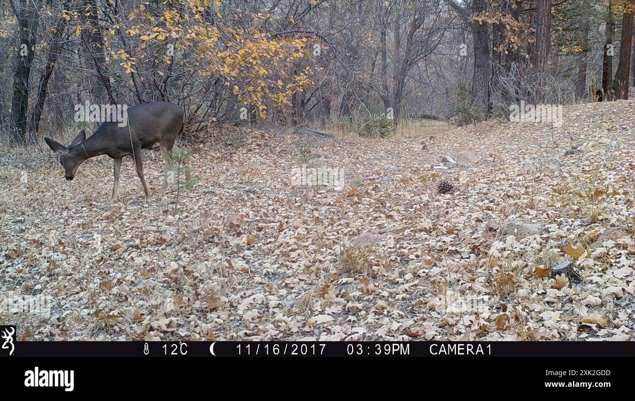 California Mule Deer (Odocoileus hemionus californicus) Mammalia Stock ...