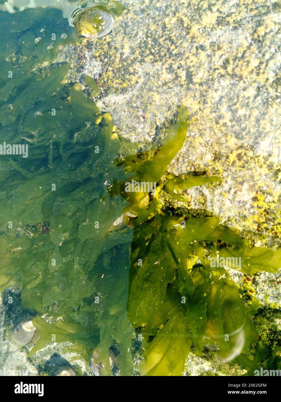 Ulvophycean green algae (Ulvophyceae) Plantae Stock Photo - Alamy