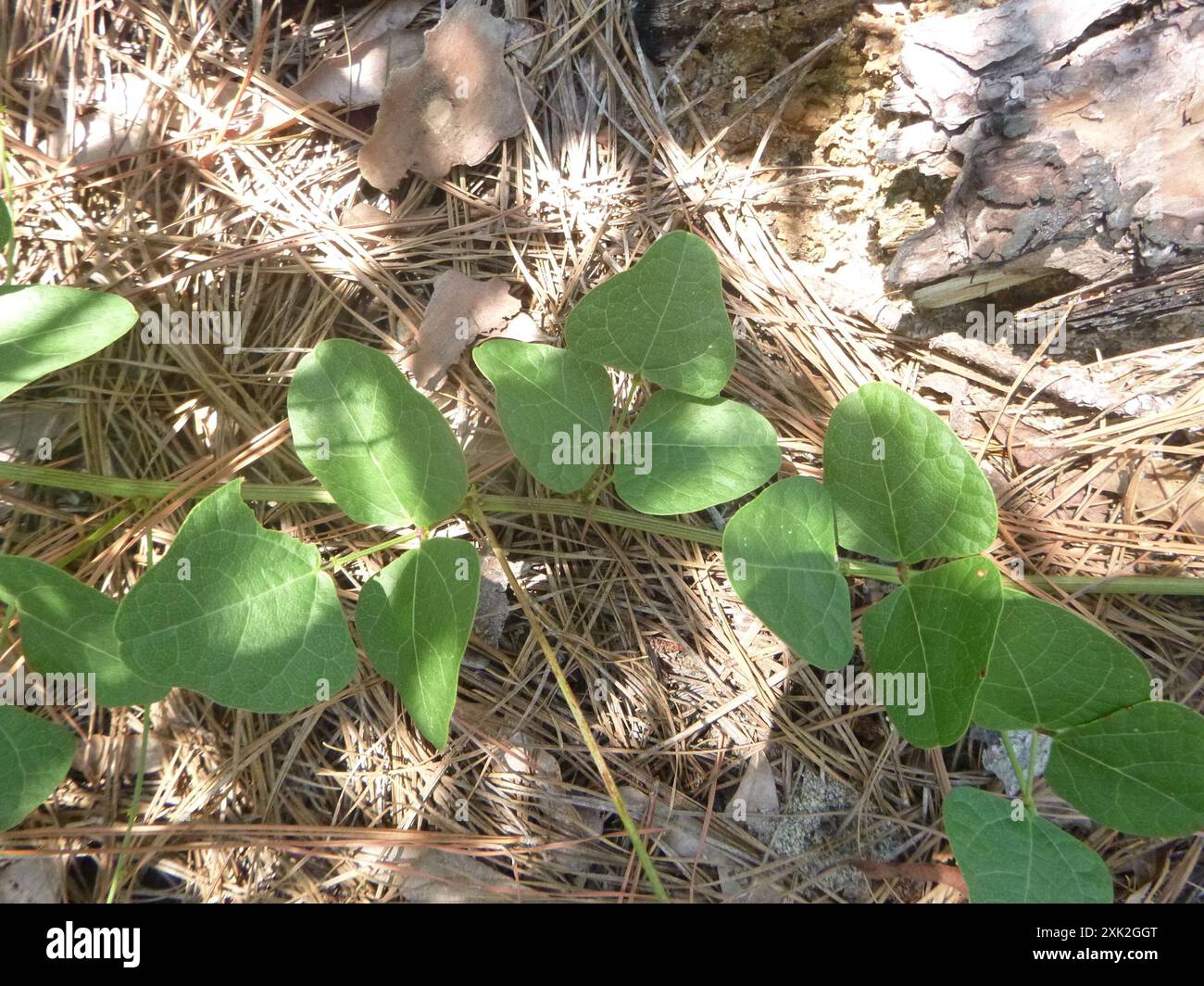 Polystachios hi-res stock photography and images - Alamy