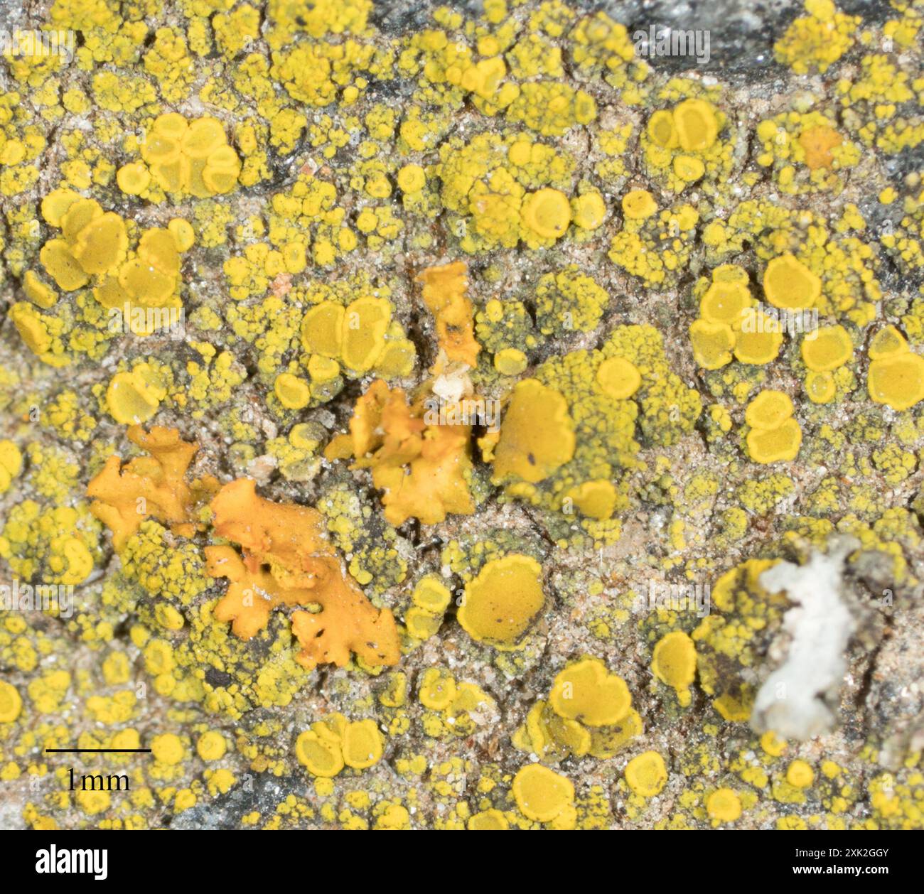 Common Goldspeck (Candelariella vitellina) Fungi Stock Photo - Alamy