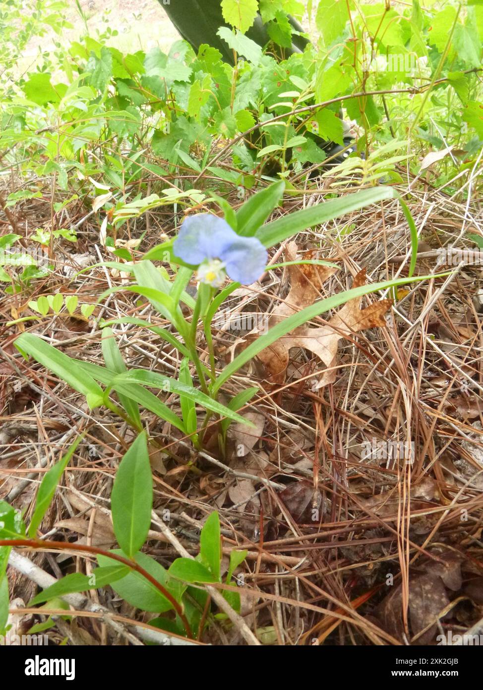 whitemouth dayflower (Commelina erecta) Plantae Stock Photo - Alamy