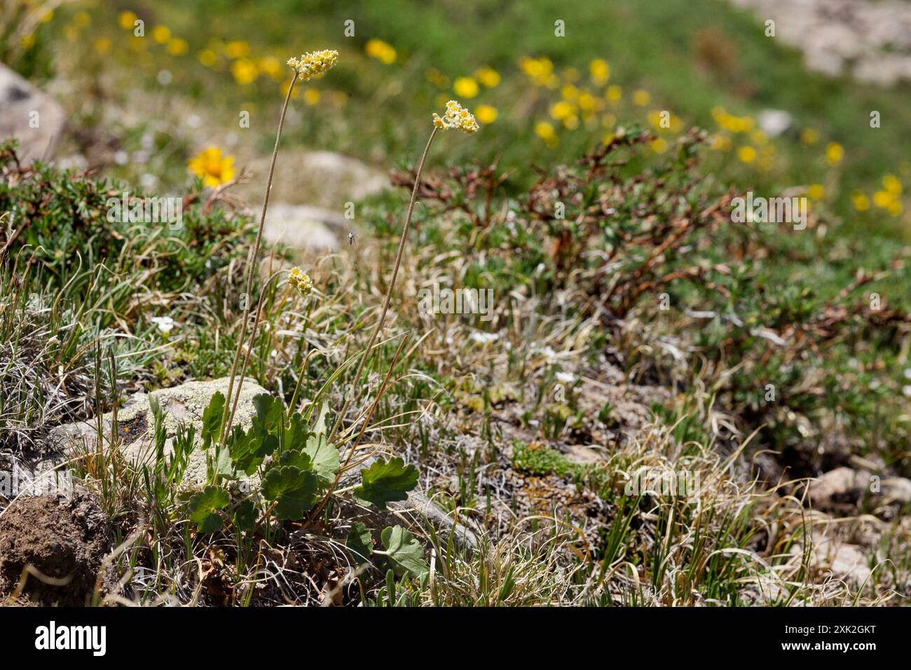 littleleaf alumroot (Heuchera parvifolia) Plantae Stock Photo - Alamy
