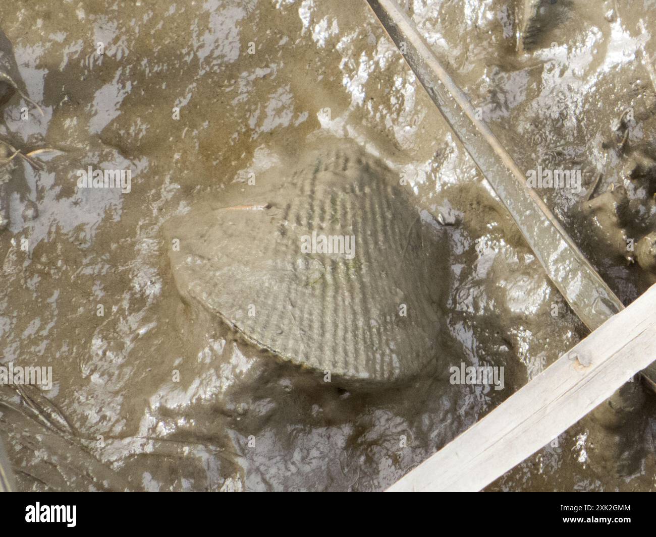 Atlantic Ribbed Mussel (Geukensia demissa) Mollusca Stock Photo - Alamy