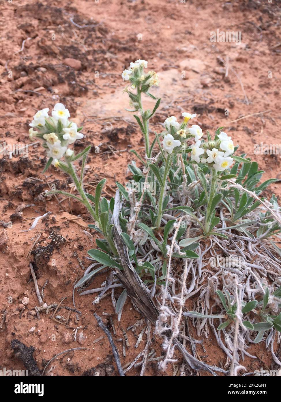 Yellow-eyed Cryptantha (Oreocarya flavoculata) Plantae Stock Photo - Alamy