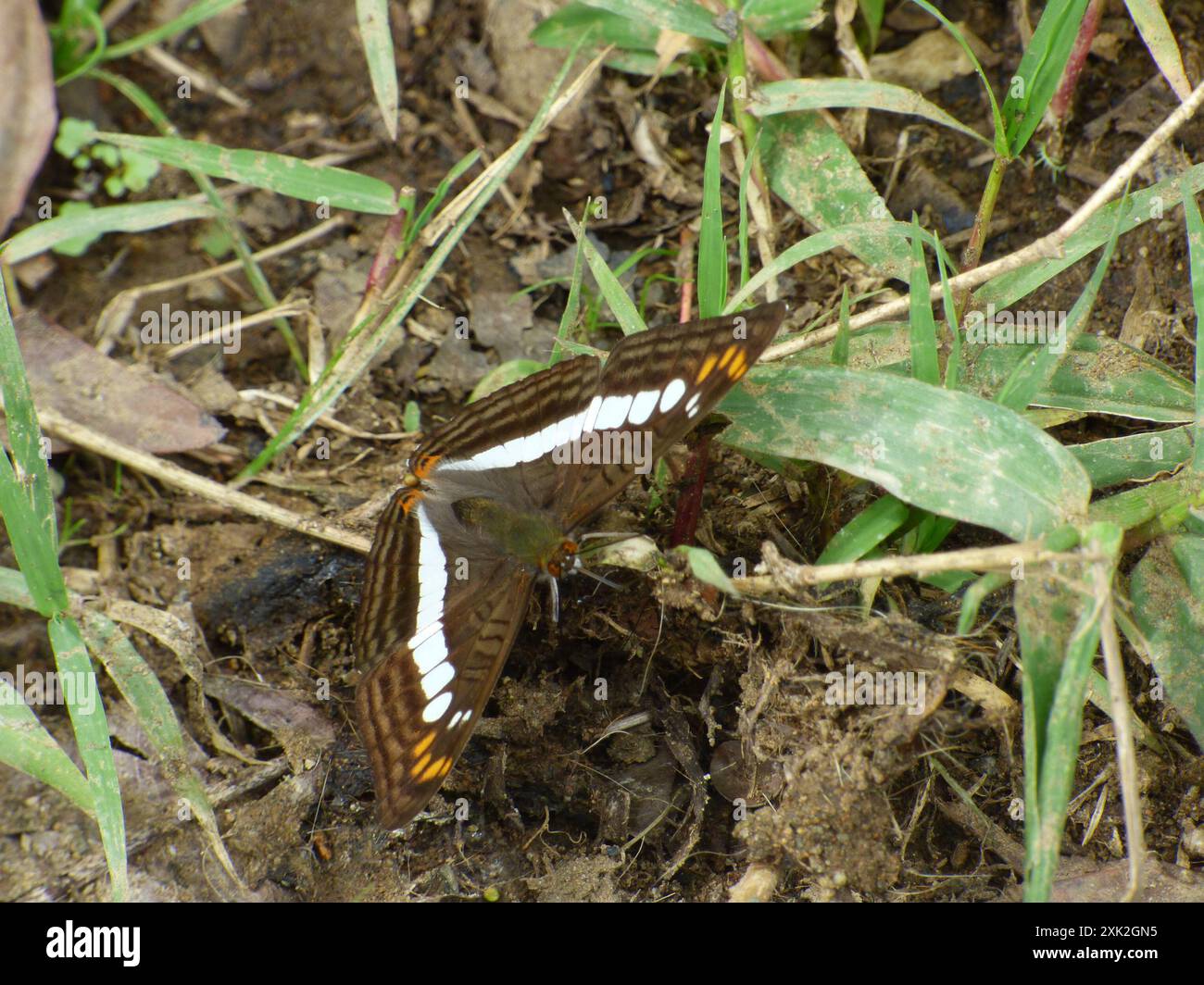 Alala sister (Adelpha alala) Insecta Stock Photo - Alamy