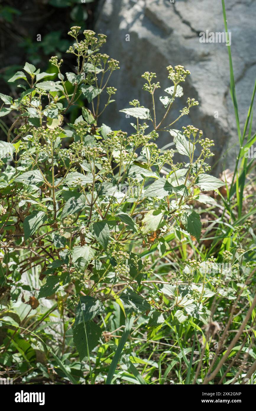 Crofton Weed (Ageratina adenophora) Plantae Stock Photo - Alamy