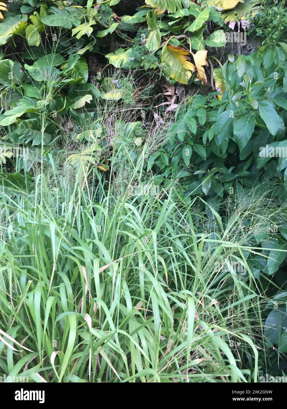 guinea grass (Megathyrsus maximus) Plantae Stock Photo - Alamy