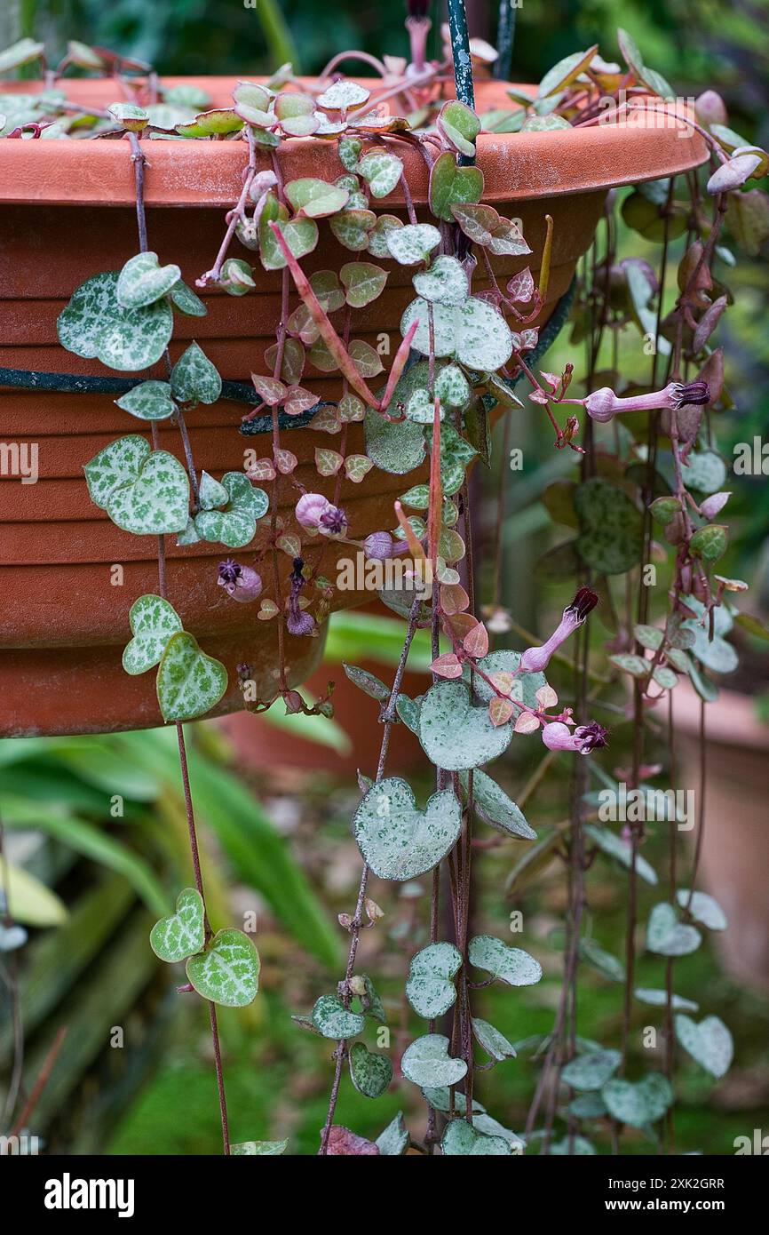 Chain of hearts (Ceropegia woodii = Ceropegia linearis subsp. woodii ...