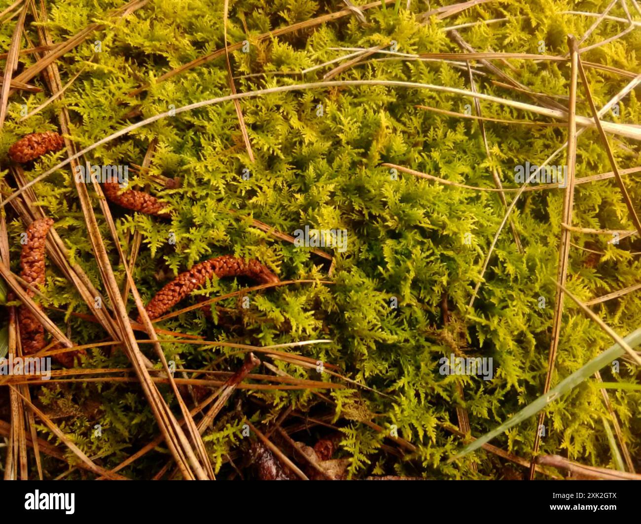 delicate fern moss (Thuidium delicatulum) Plantae Stock Photo - Alamy
