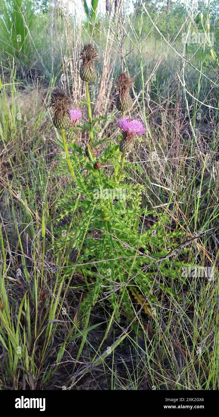 sandhill thistle (Cirsium repandum) Plantae Stock Photo - Alamy