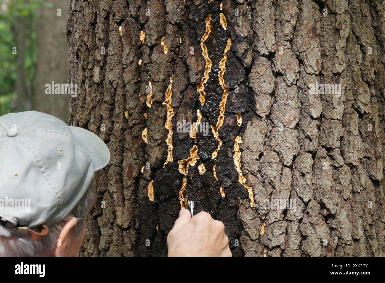Bleeding Oak Crust (Stereum gausapatum) Fungi Stock Photo - Alamy