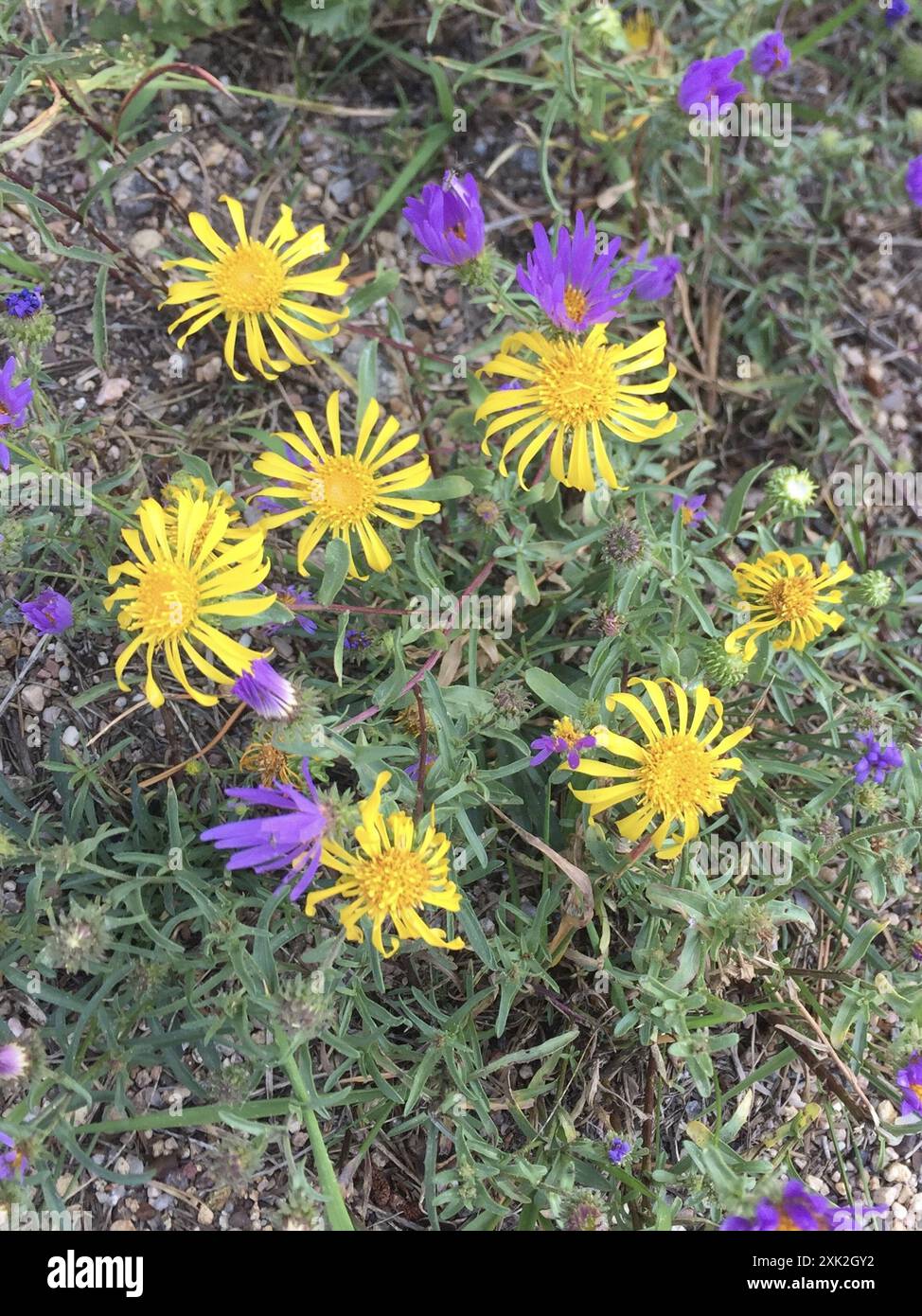 flowering plants (Angiospermae) Plantae Stock Photo - Alamy