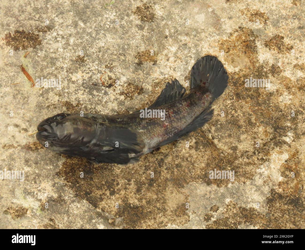 Round Goby (Neogobius melanostomus) Actinopterygii Stock Photo - Alamy