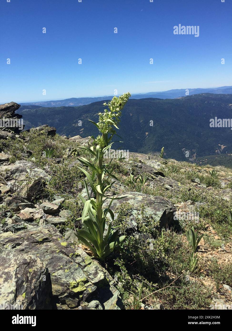 monument plant (Frasera speciosa) Plantae Stock Photo - Alamy