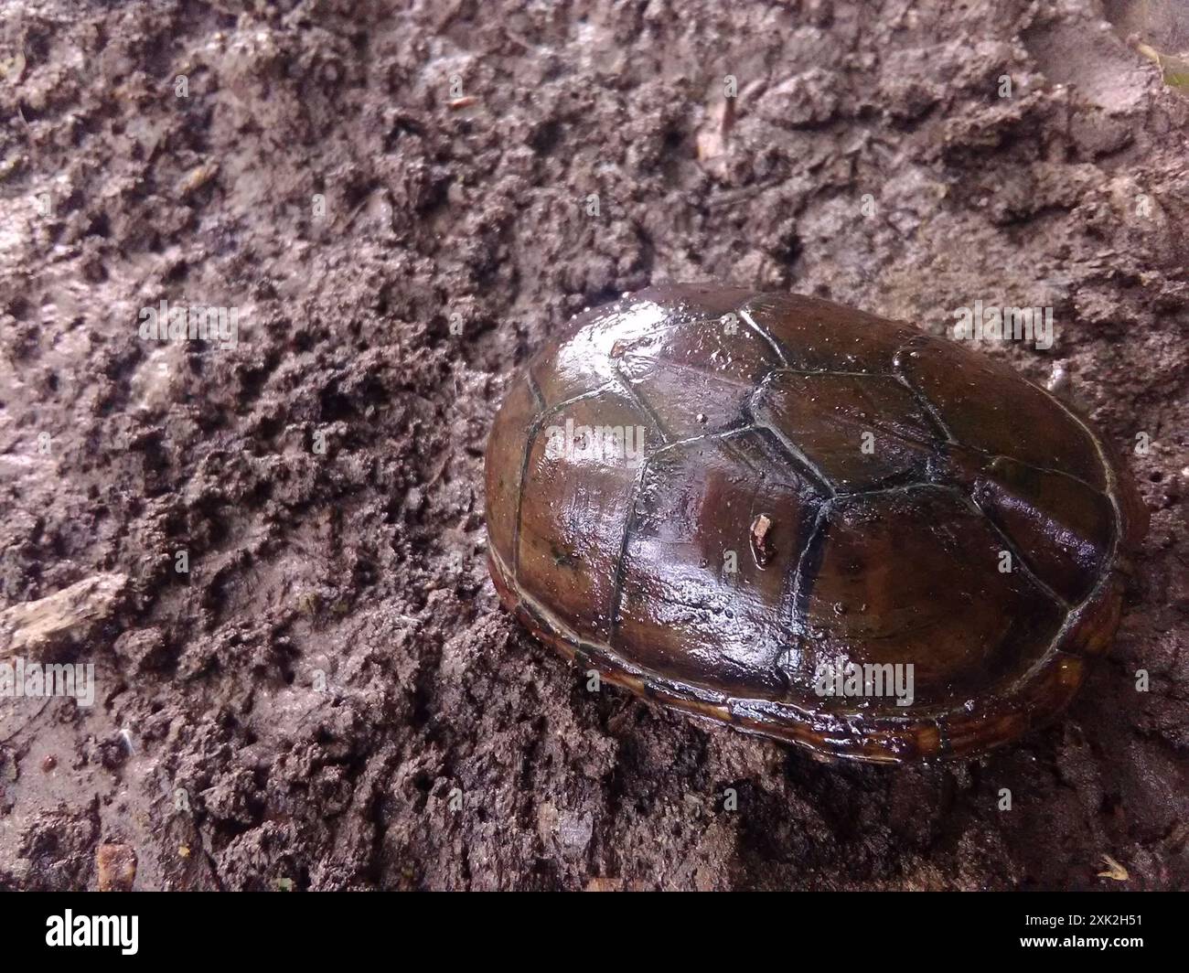 Eastern Mud Turtle (Kinosternon subrubrum) Reptilia Stock Photo - Alamy