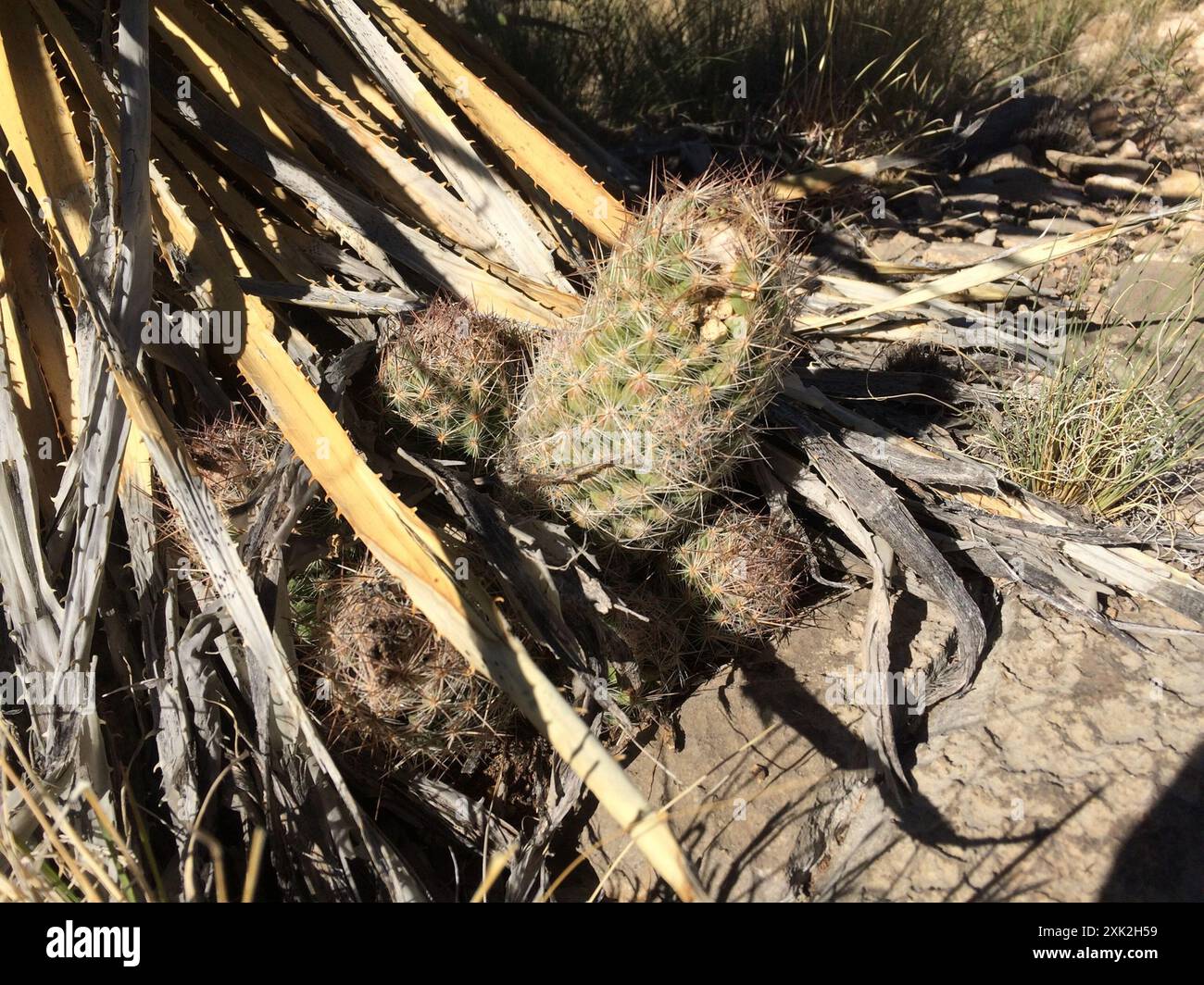 Whitecolumn Foxtail Cactus (Escobaria tuberculosa) Plantae Stock Photo ...