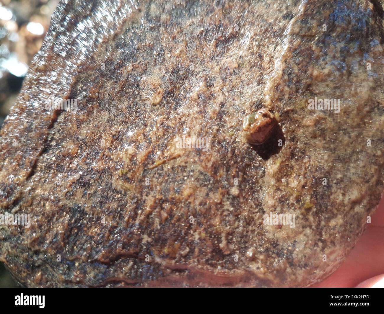 Little Black Caddisflies (Glossosomatidae) Insecta Stock Photo - Alamy