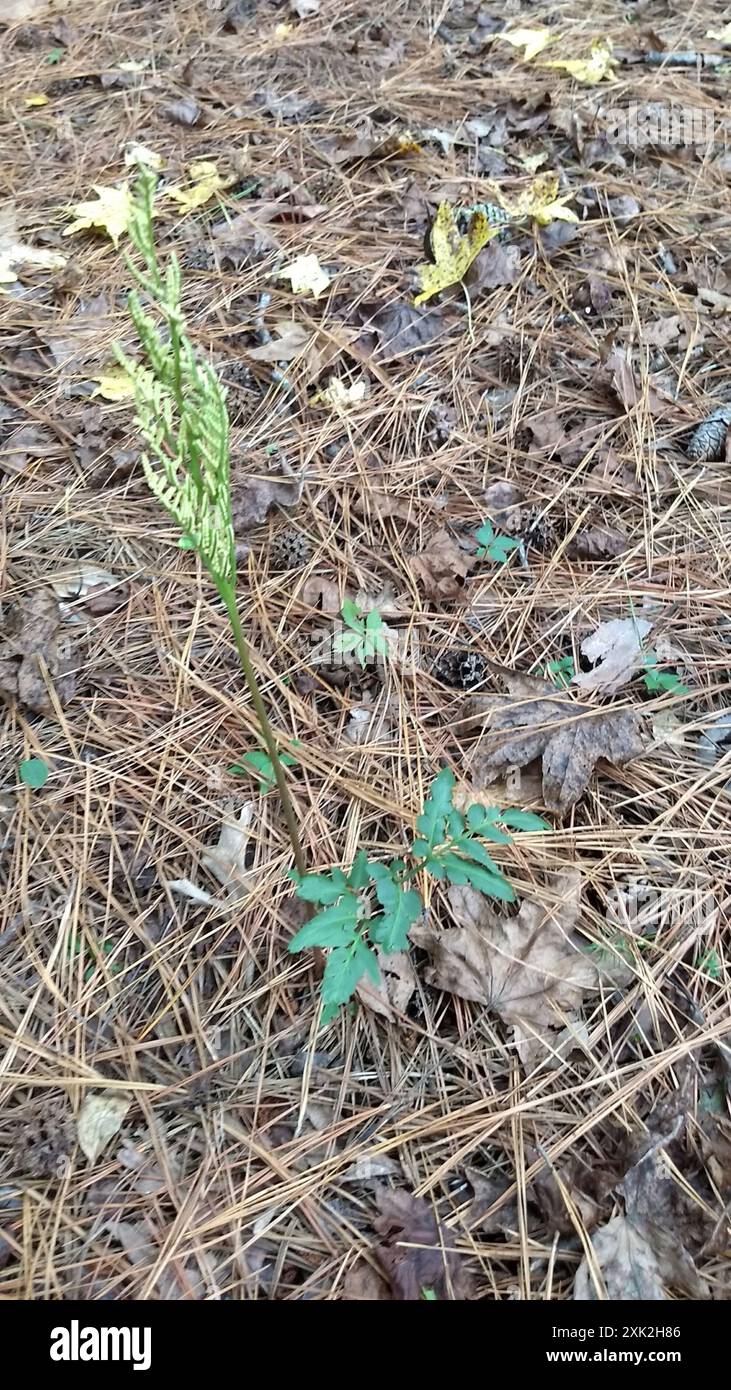 bronze fern (Sceptridium dissectum obliquum) Plantae Stock Photo - Alamy