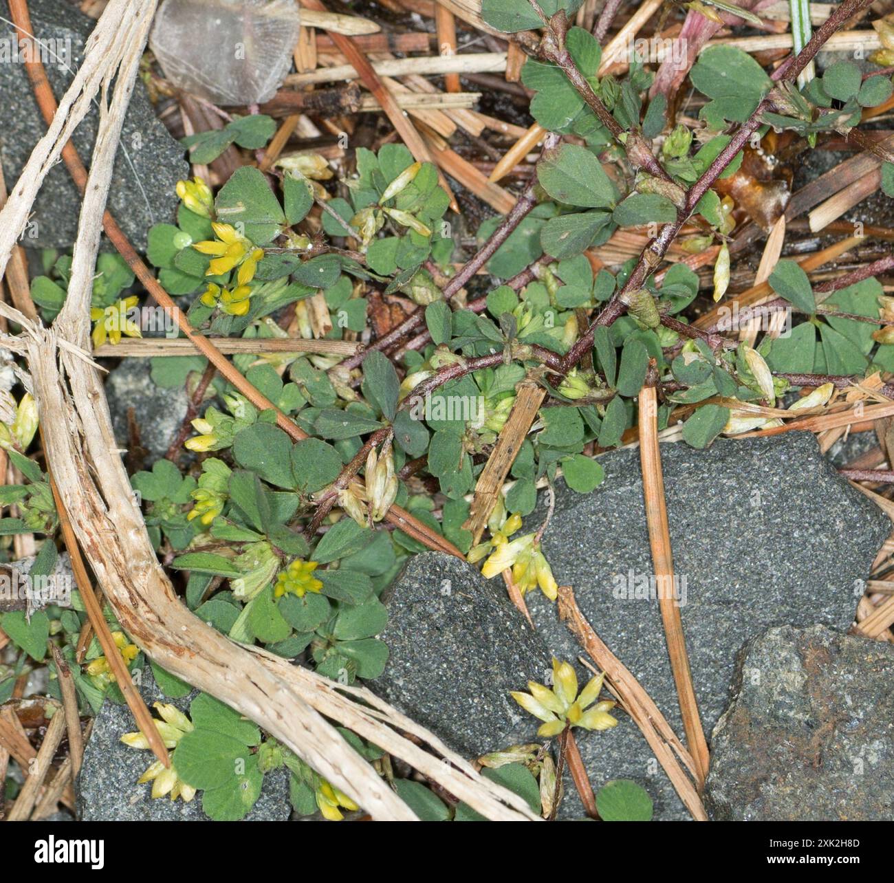 Lesser hop trefoil (Trifolium dubium) Plantae Stock Photo - Alamy