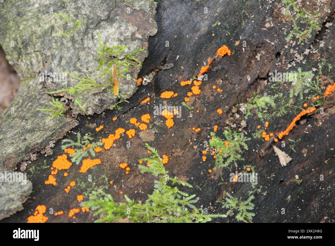 true slime molds (Myxomycetes) Protozoa Stock Photo - Alamy