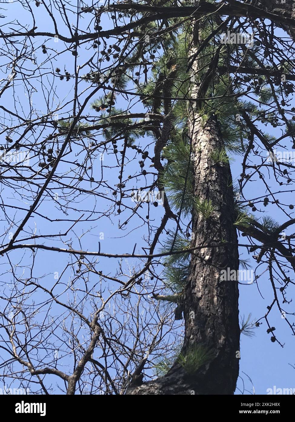 pitch pine (Pinus rigida) Plantae Stock Photo - Alamy