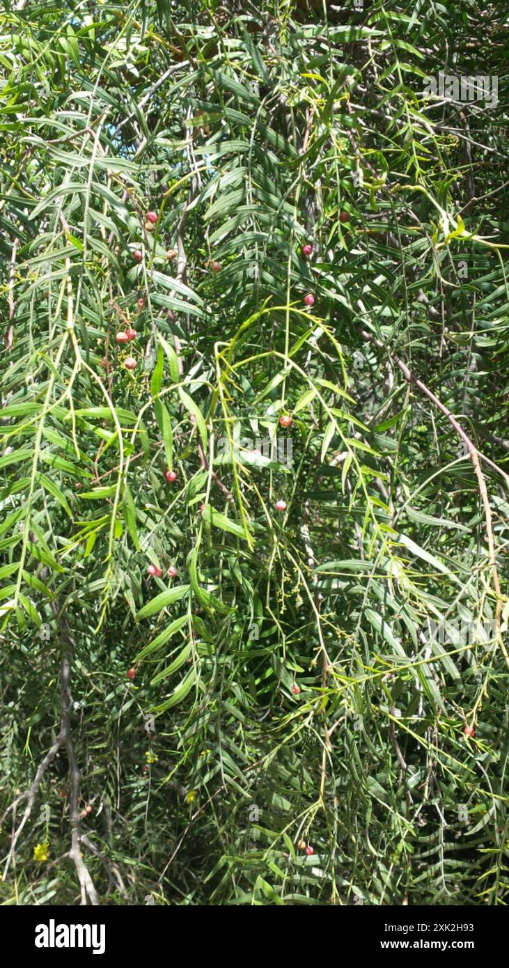 Peruvian Pepper Tree (Schinus molle) Plantae Stock Photo - Alamy