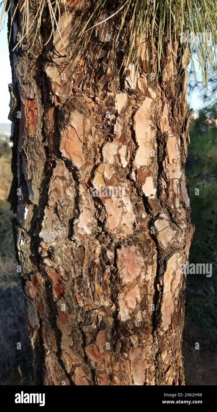 hard pines (Pinus) Plantae Stock Photo - Alamy