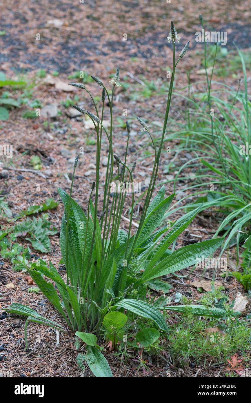 ribwort plantain (Plantago lanceolata) Plantae Stock Photo - Alamy