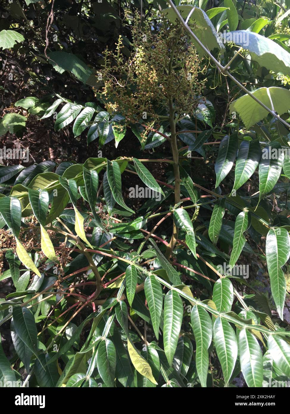 shining sumac (Rhus copallinum) Plantae Stock Photo - Alamy