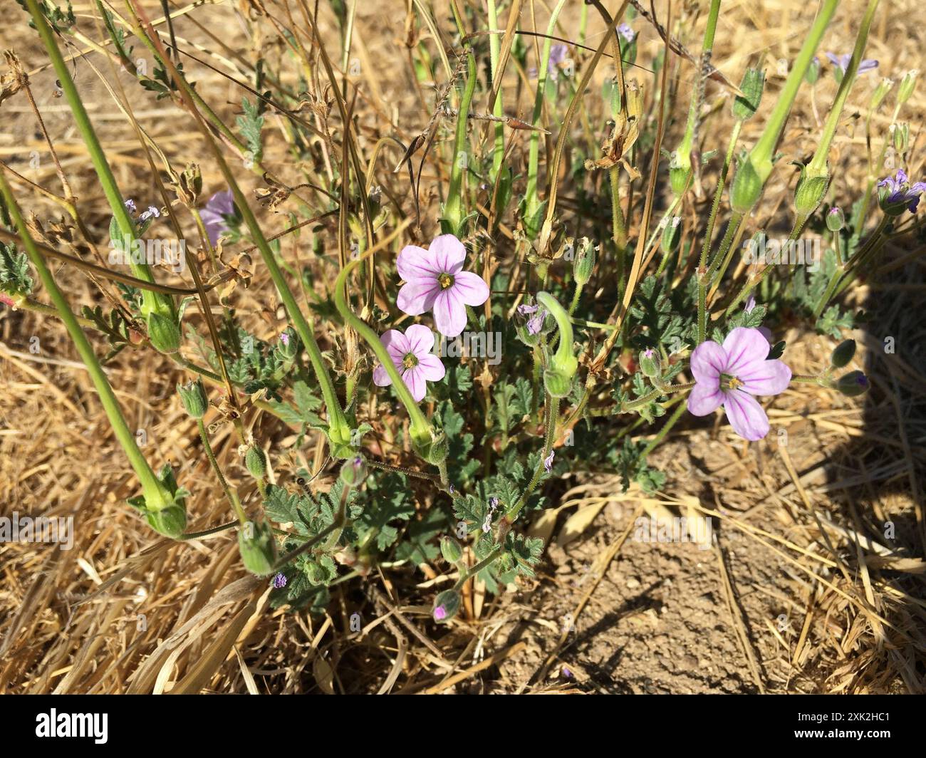 Mediterranean Stork's-bill (Erodium botrys) Plantae Stock Photo - Alamy