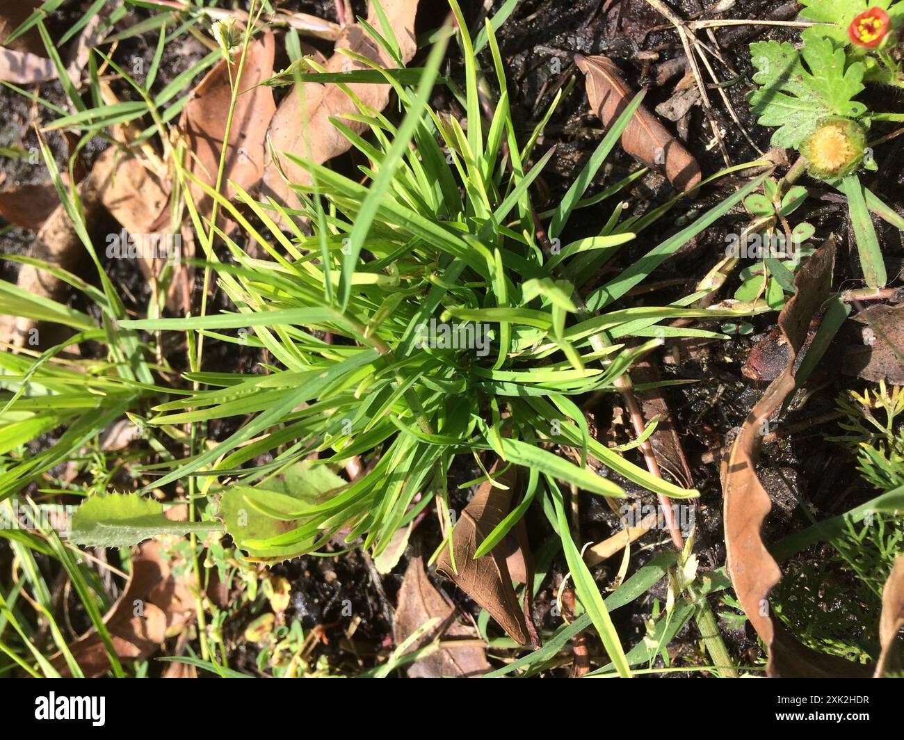 Annual Meadow-grass (Poa annua) Plantae Stock Photo - Alamy