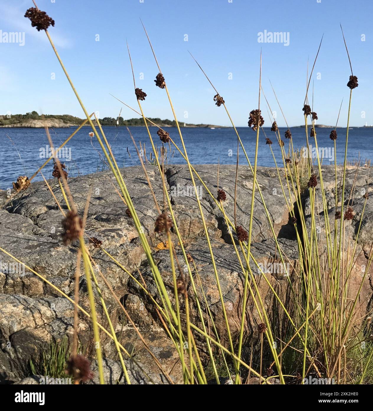 Compact rush juncus conglomeratus hi-res stock photography and images ...