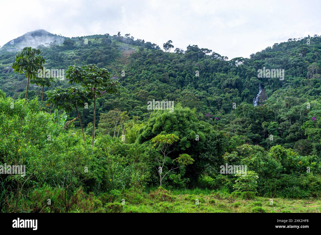 Atlantic forest fragmentation hi-res stock photography and images - Alamy