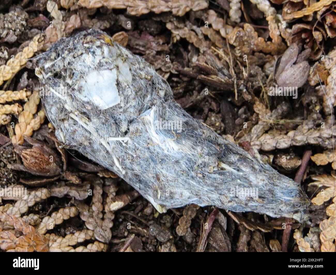 Owls (Strigiformes) Aves Stock Photo - Alamy