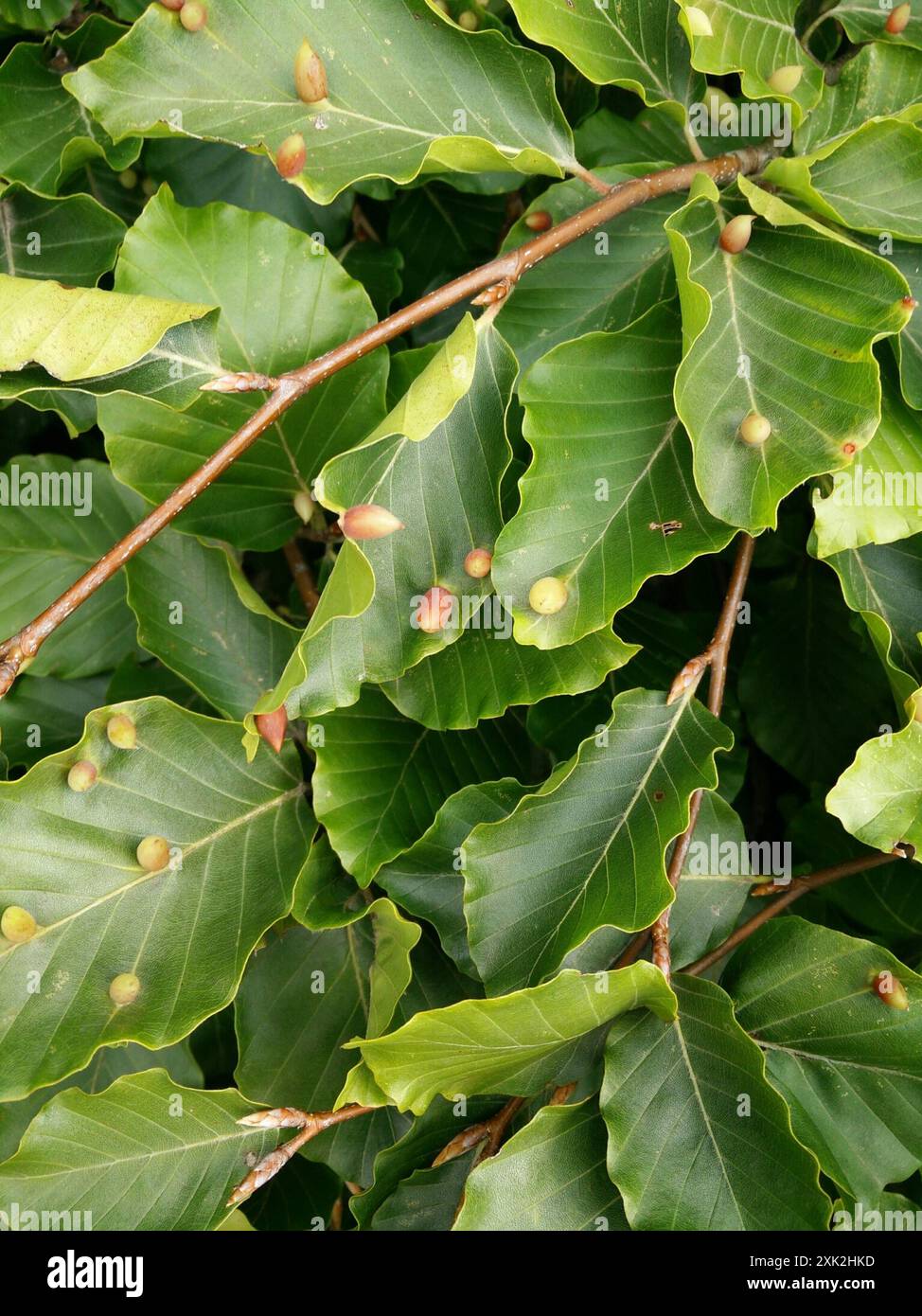 Beech Gall Midge (Mikiola fagi) Insecta Stock Photo - Alamy