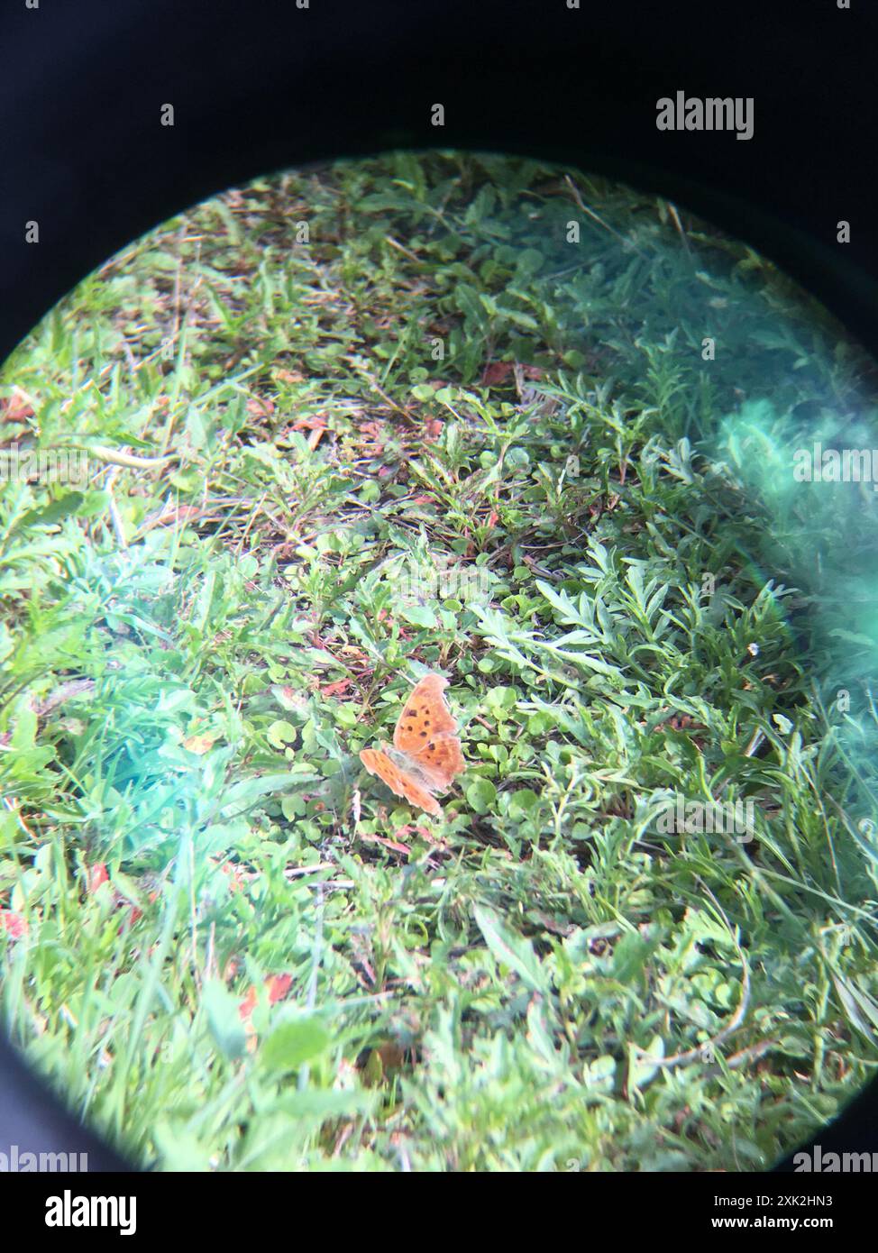 Question Mark (Polygonia interrogationis) Insecta Stock Photo - Alamy