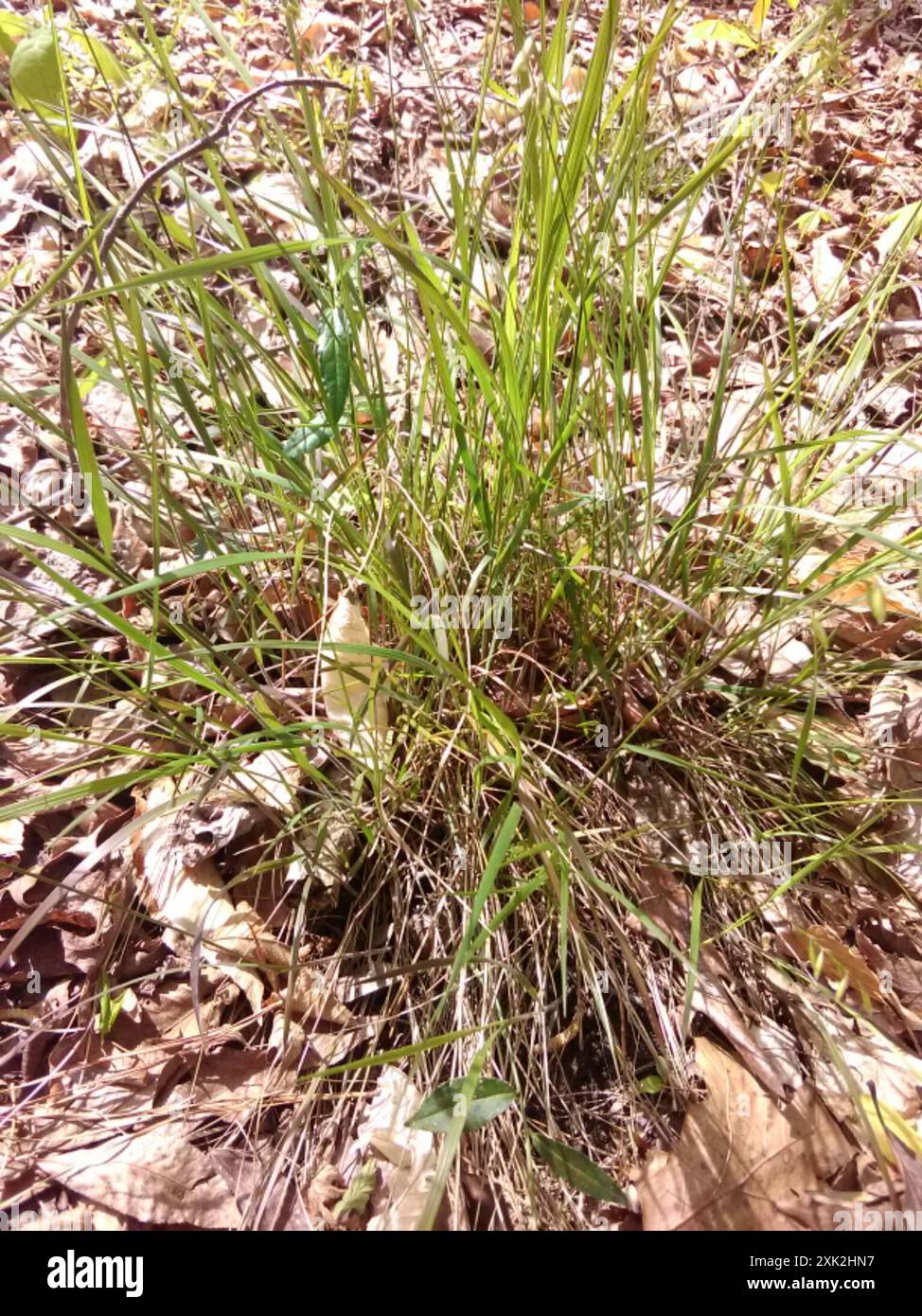 grasses (Poaceae) Plantae Stock Photo - Alamy