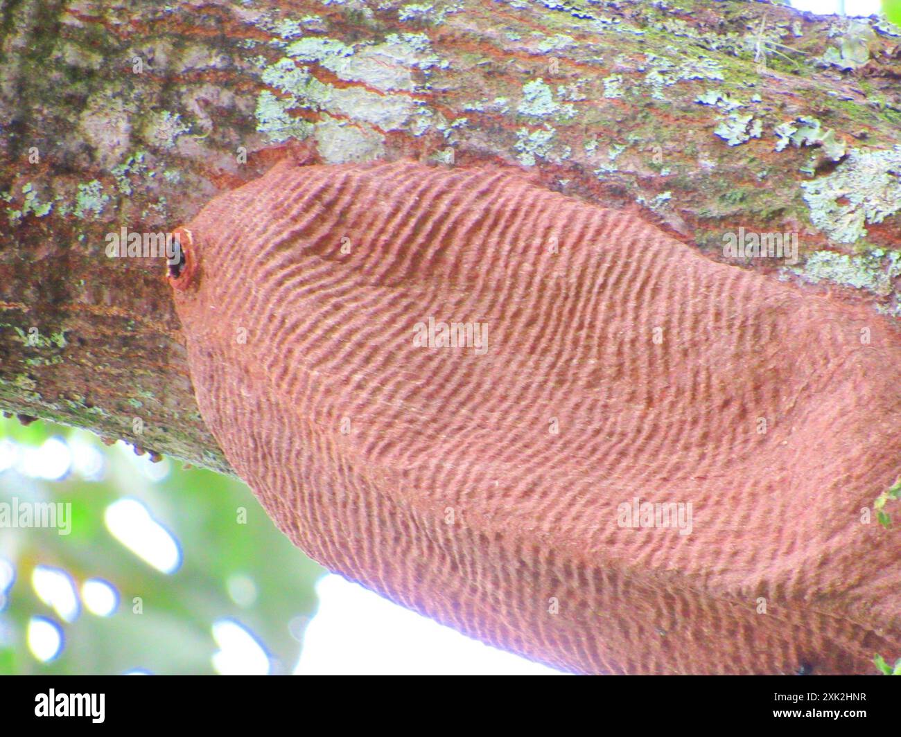 Synoeca cyanea hi-res stock photography and images - Alamy