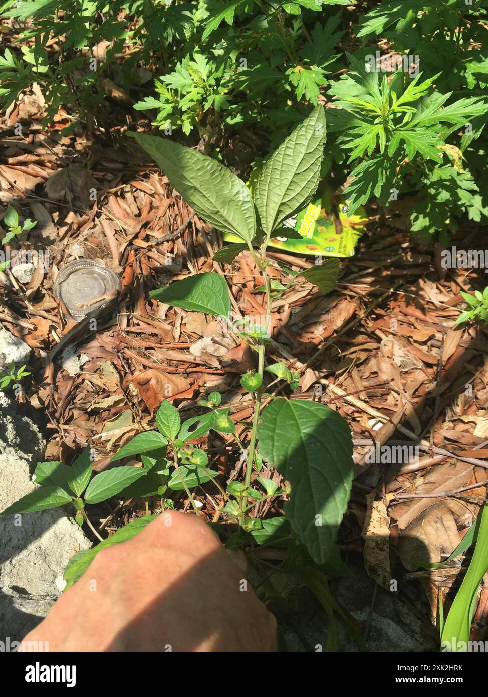 Asian Copperleaf (Acalypha australis) Plantae Stock Photo - Alamy