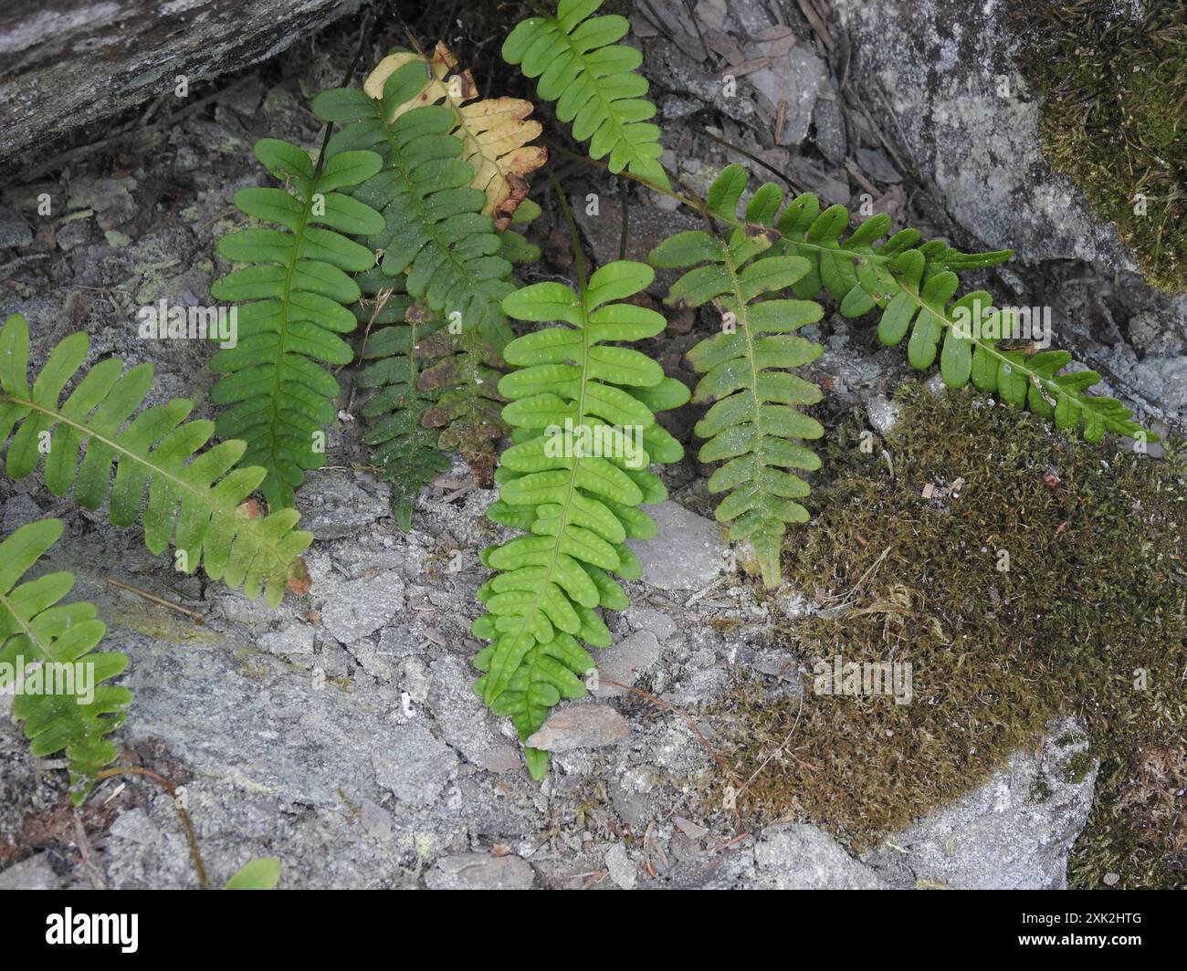 common polypody (Polypodium vulgare) Plantae Stock Photo - Alamy