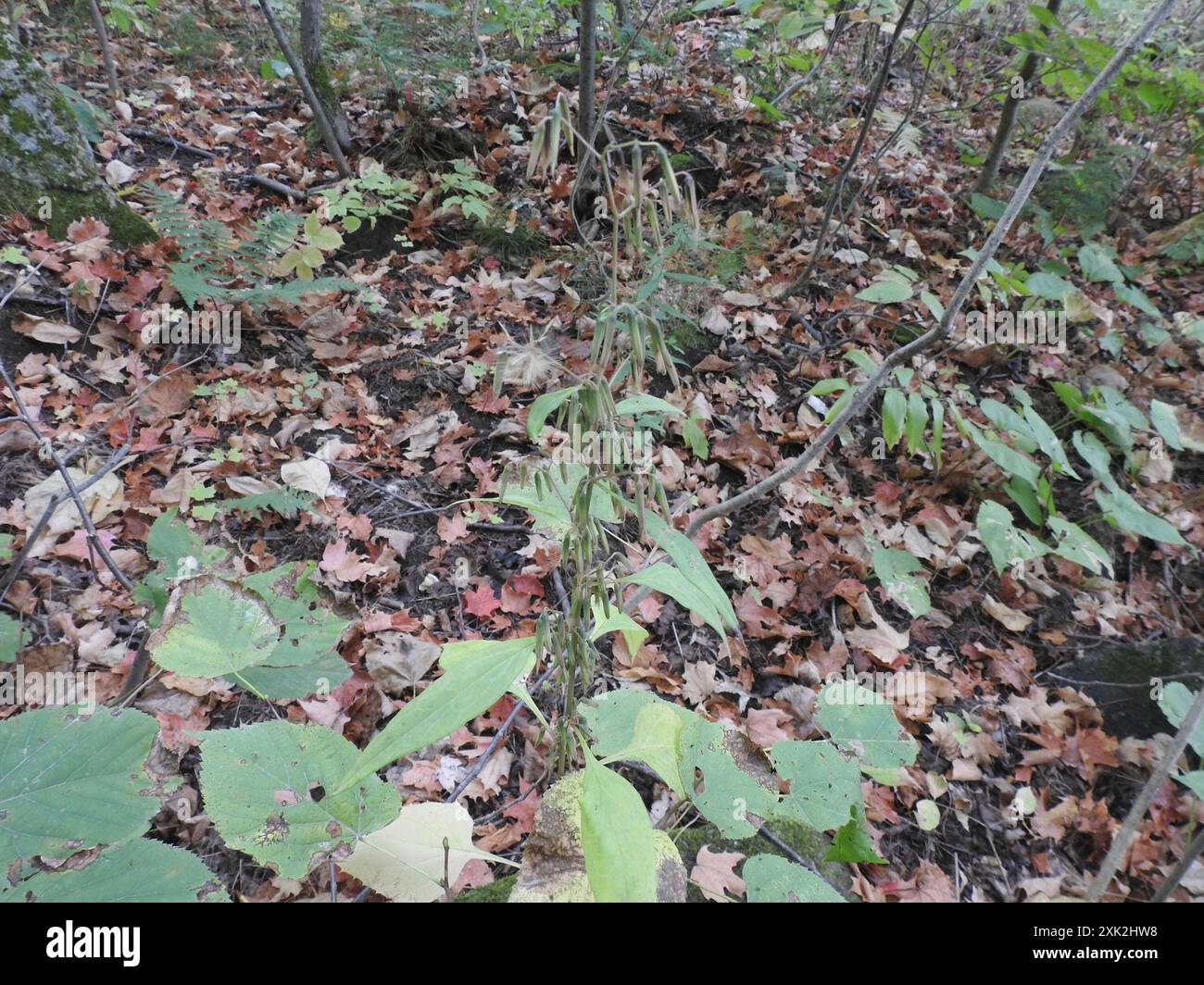 tall rattlesnake root (Nabalus altissimus) Plantae Stock Photo - Alamy