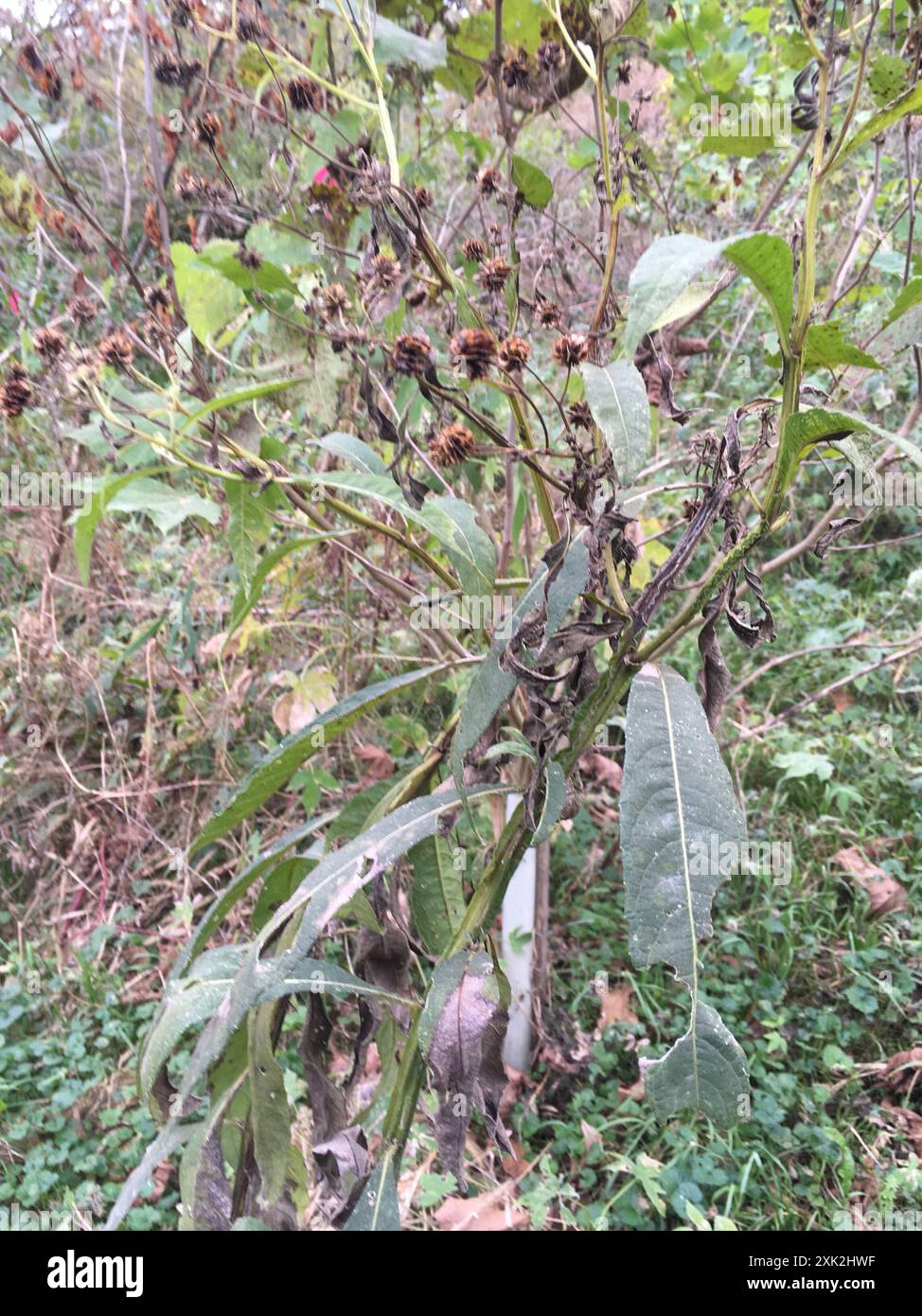Wingstem (Verbesina alternifolia) Plantae Stock Photo - Alamy