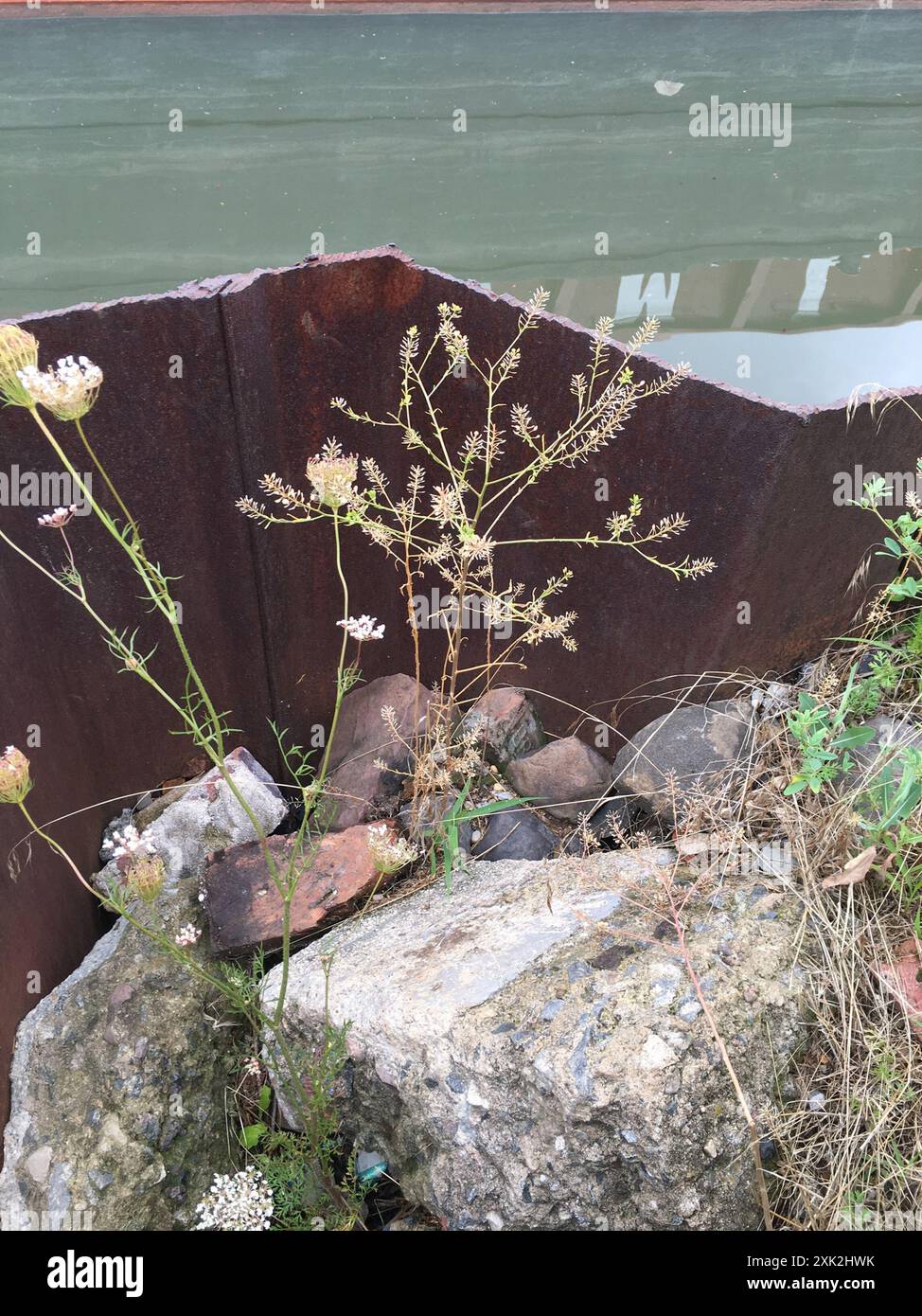 Virginia pepperweed (Lepidium virginicum) Plantae Stock Photo - Alamy
