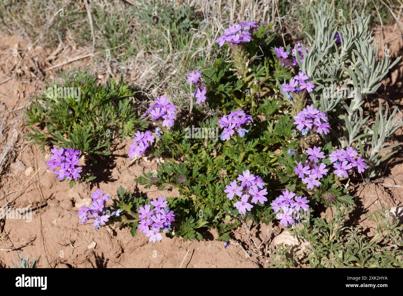Davis Mountain Mock Vervain (Glandularia wrightii) Plantae Stock Photo ...