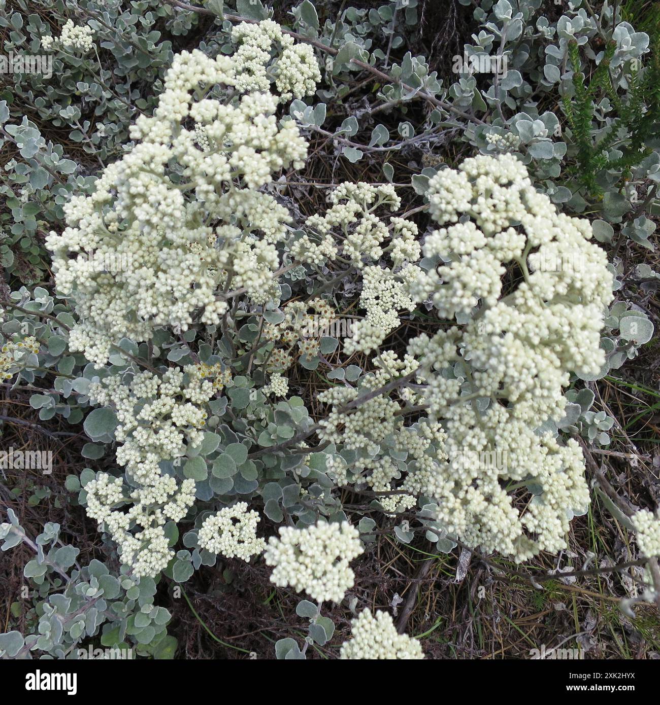 Licorice plant (Helichrysum petiolare) Plantae Stock Photo - Alamy
