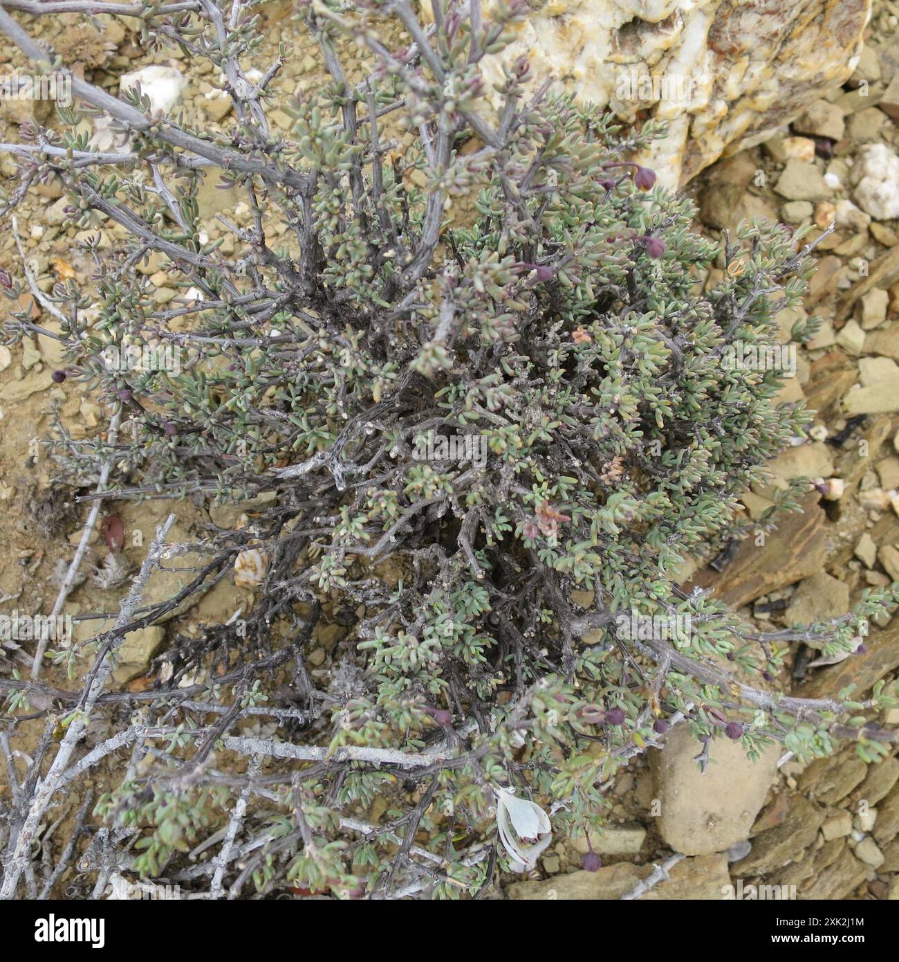 (Lotononis dahlgrenii) Plantae Stock Photo - Alamy