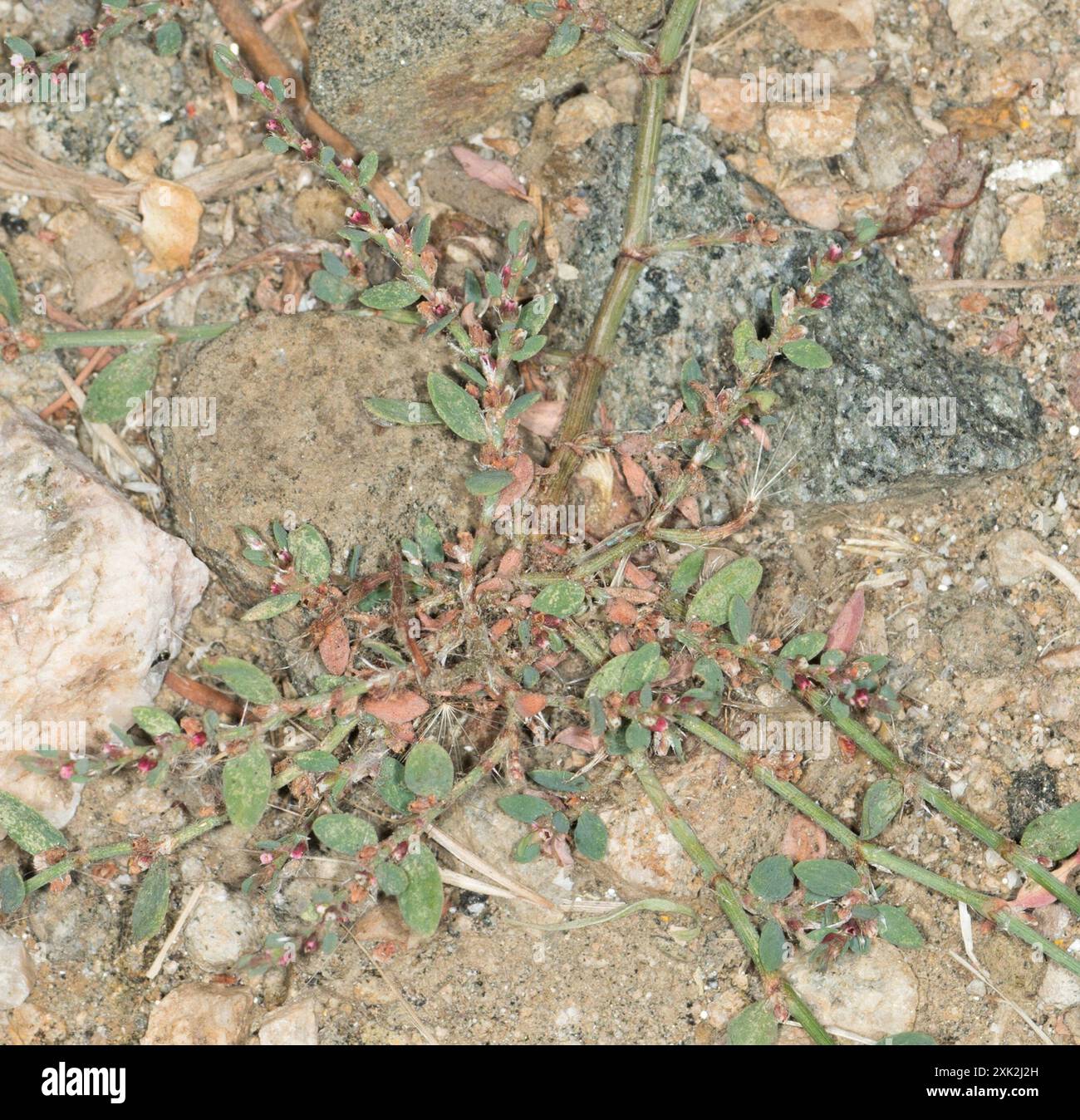 Prostrate Knotweed (Polygonum aviculare) Plantae Stock Photo - Alamy