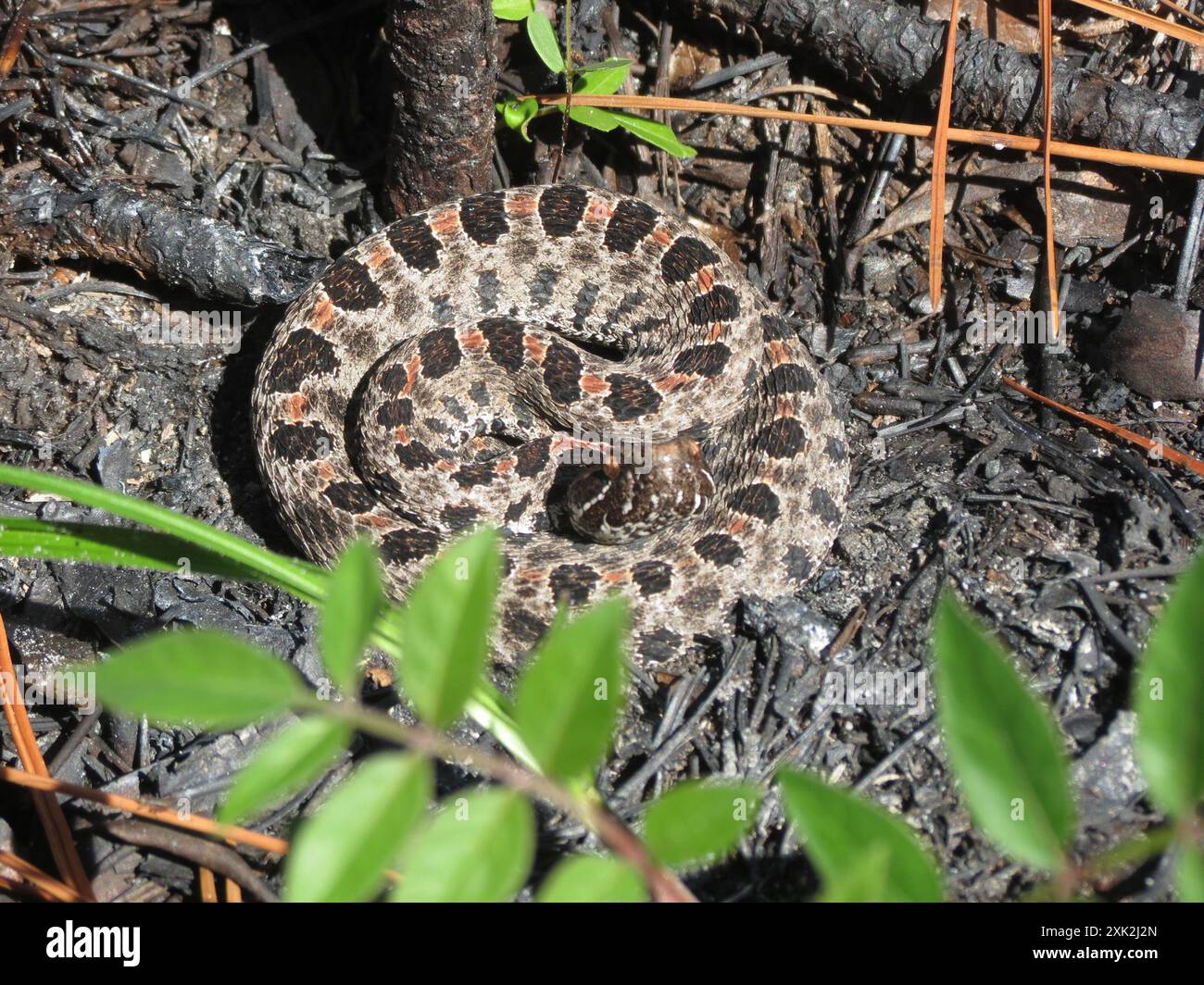 Dusky Pygmy Rattlesnake (Sistrurus miliarius barbouri) Reptilia Stock ...